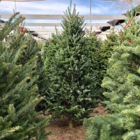 Garden Center in Longmont, CO | Blue Ribbon Farm